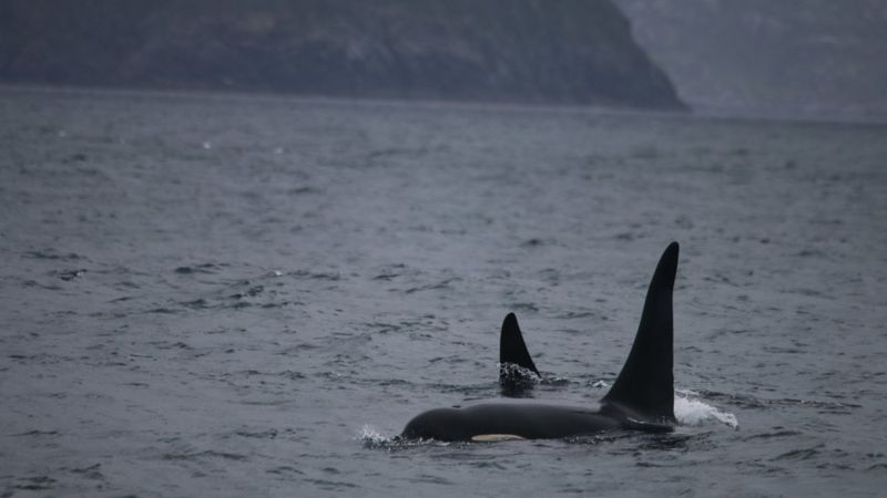 Mystery orcas spotted in Scotland found in Norway - BBC News