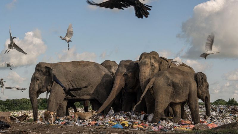Climate | Latest News & Updates | BBC News