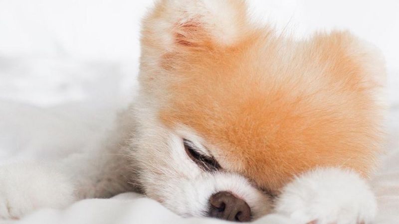 Como morreu Boo, um dos cachorros mais famosos (e fofos) da internet ...