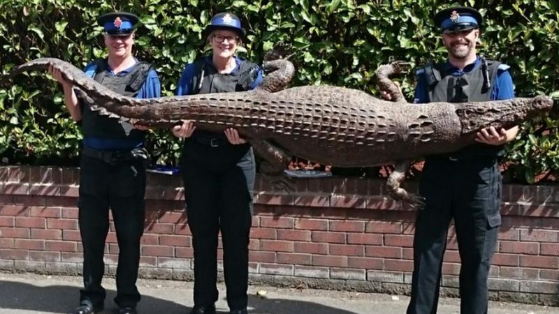 RSPCA called to toy crocodile rescue in Winsford - BBC News