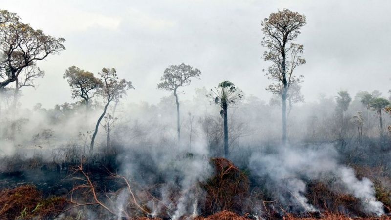 Incendios en el Amazonas: los grandes fuegos que se registran en África ...