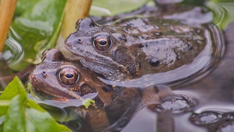 Garden ponds 'playing role' in frog disease spread - BBC News