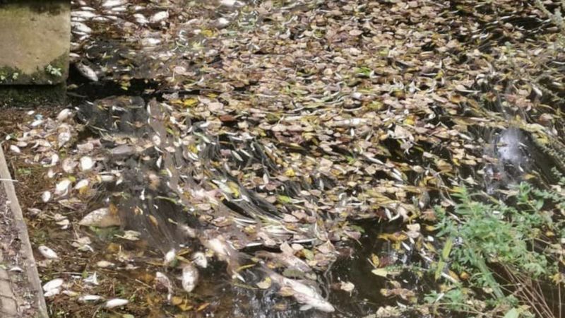 Hundreds of fish found dead in River Weaver in Nantwich - BBC News