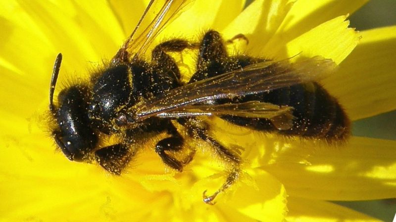 Bees: Many British pollinating insects in decline, study shows - BBC News