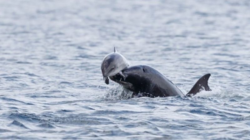 Rare attacks by dolphins on porpoises photographed - BBC News