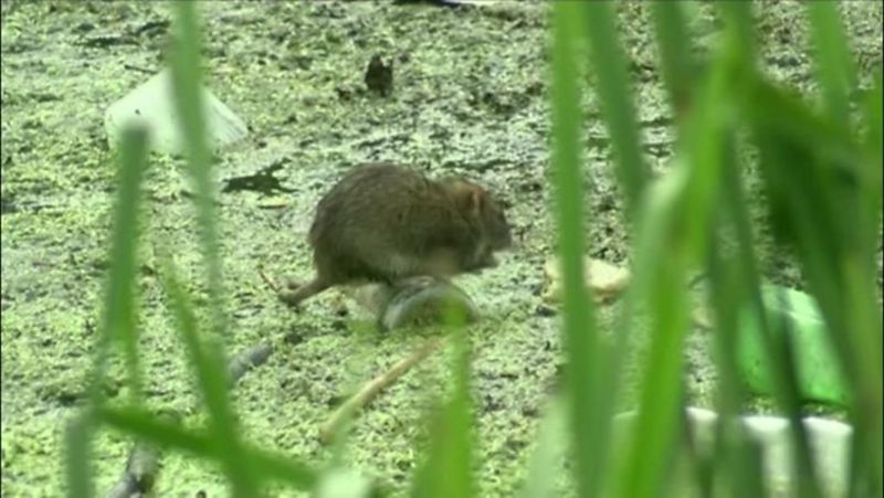 Grimsby: More than 50 shopping trolleys in River Freshney clean - BBC News