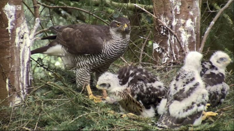 Springwatch 2020: Check out some of these amazing moments - BBC Newsround