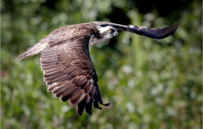 Photographer captures dramatic pictures of birds hunting in Scotland ...