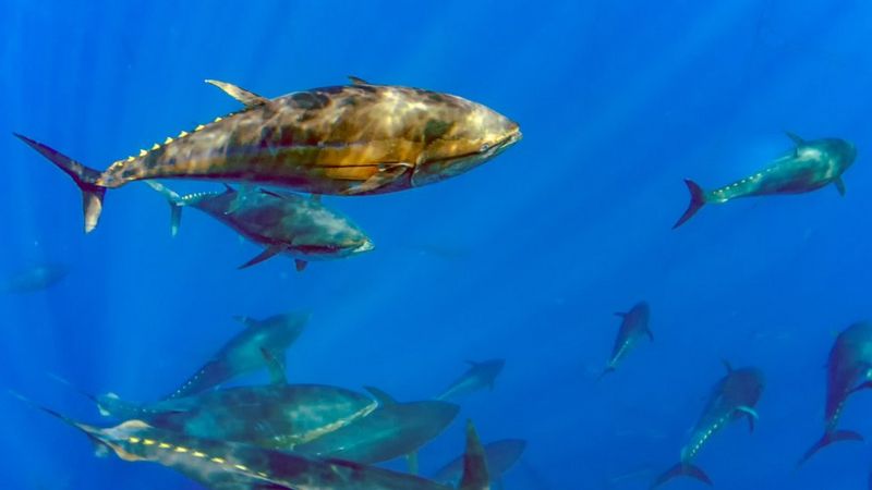 Report released on tagged bluefin tuna found off Jersey - BBC News