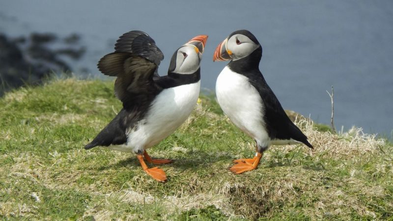 Wildlife photography: Magic of Skomer's puffins captured - BBC News