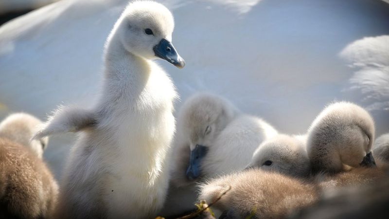 Your pictures of Scotland 29 May - 5 June - BBC News