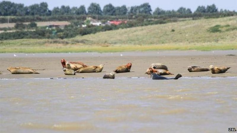 Marine mammals thriving in Thames - BBC News