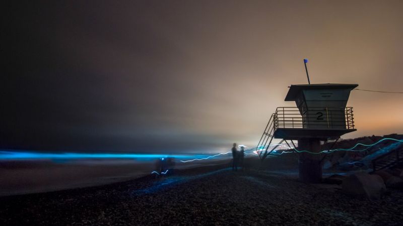 In pictures: California's neon blue tide - BBC News