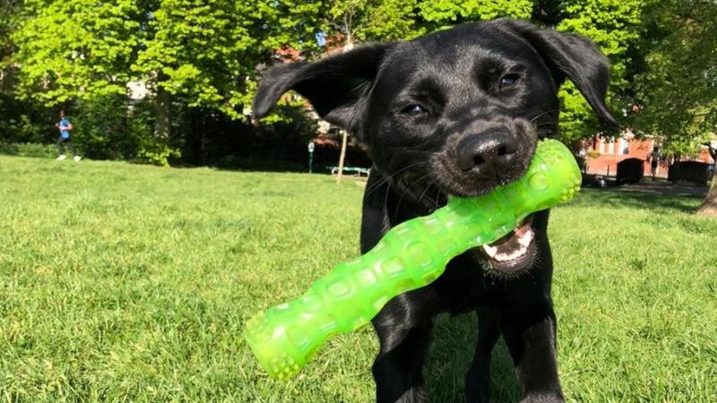 Guide dog left squashed on Canada flights, owner says - BBC News