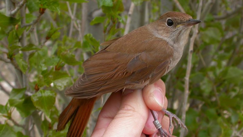 Climate change: Warming clips the nightingale's wings - BBC News