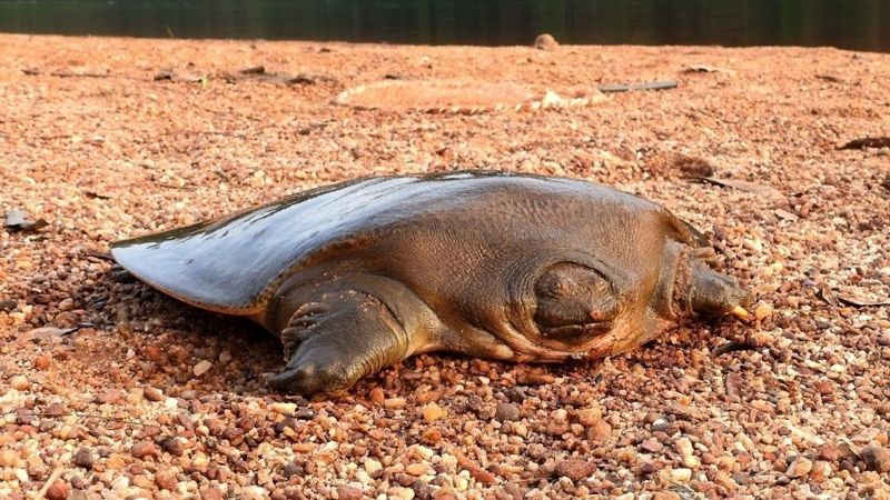 Rare Cantor's giant softshell turtle found in India - BBC Newsround