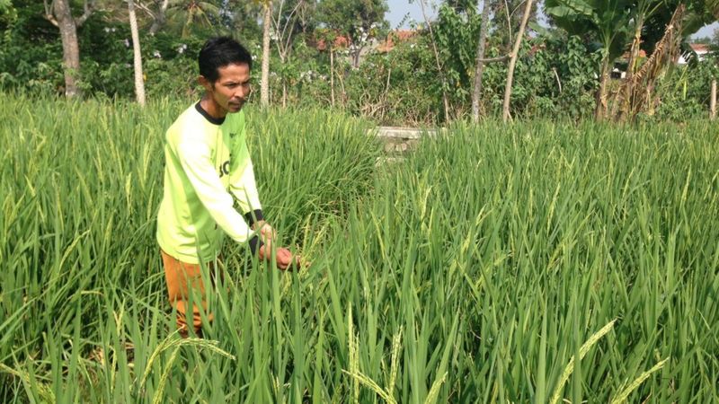 Sawah beralih jadi perumahan atau industri mengancam ketahanan pangan ... Sawah beralih jadi perumahan atau industri mengancam ketahanan pangan ...