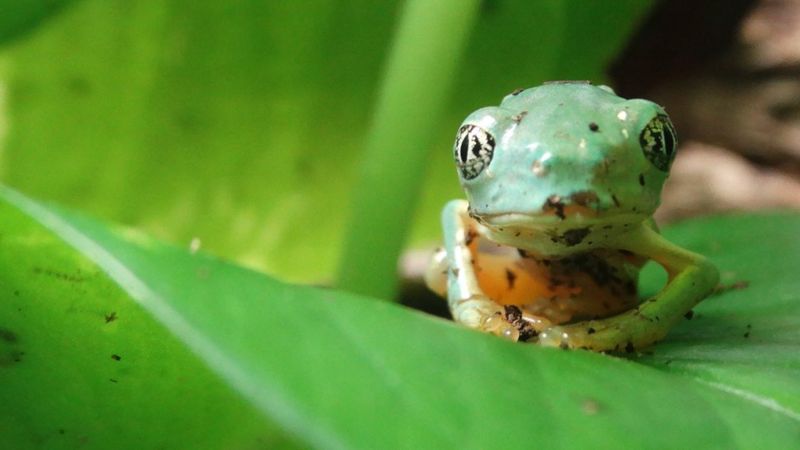 Rare Mexican giant leaf frogs successfully bred in UK - BBC Newsround