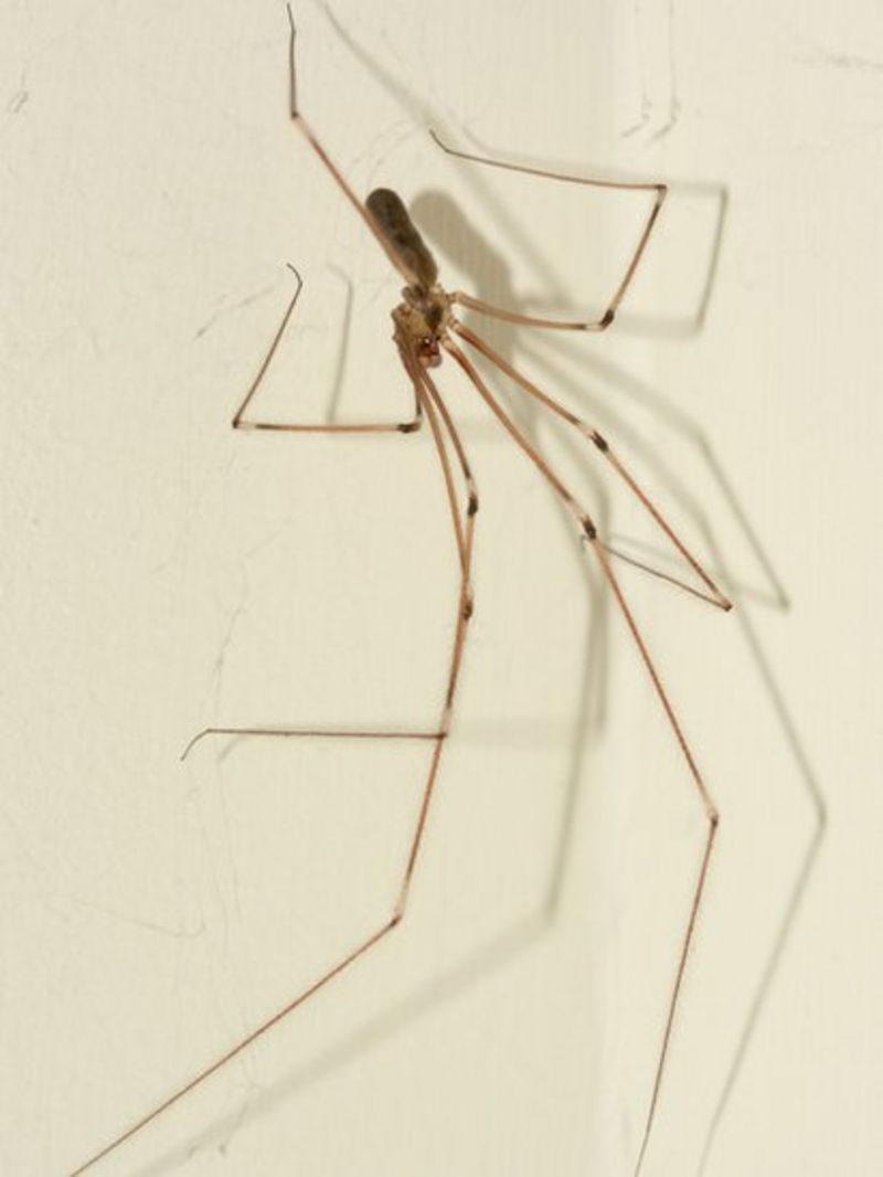 Scotland-wide survey of spider species - BBC News