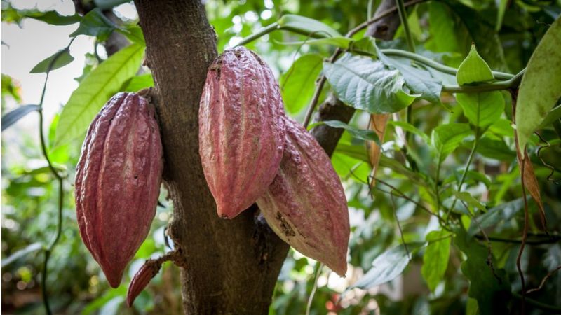 Chocolate: Origins of delicacy pushed back in time - BBC News