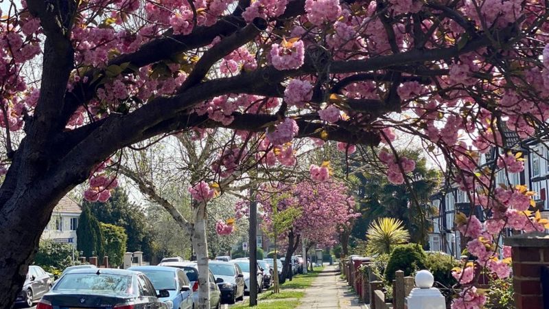 Stunning displays as blossom season begins - BBC Weather