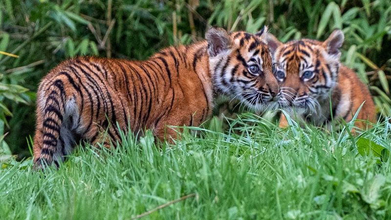 Sumatran tiger twins thriving in first public appearance at Chester Zoo ...