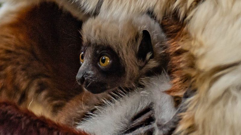 Dancing lemur: Chester Zoo celebrates Coquerel's sifaka birth - BBC News