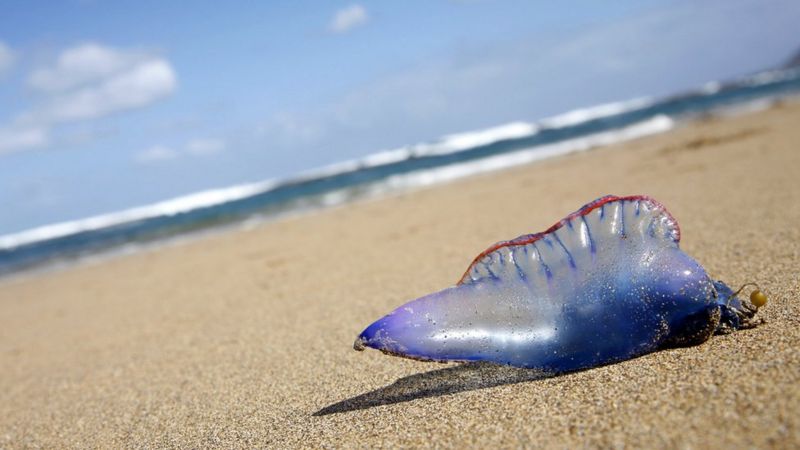 Qué es una carabela portuguesa y qué hacer si nos pica una - BBC News Mundo