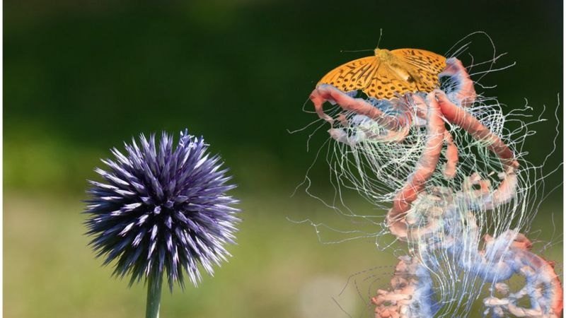 Butterflies: Scientists explain how they fly! - BBC Newsround