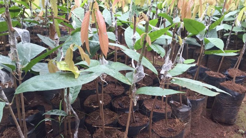 Filipino farmer strikes gold with cocoa - BBC News