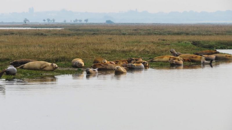 British salt marshes 'to disappear' as sea levels rise - BBC News