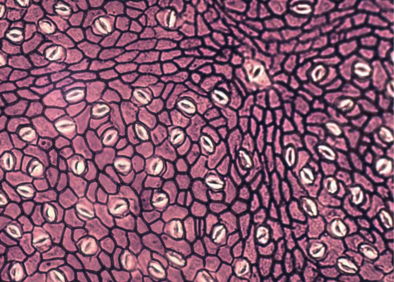 'Mummified' plants give glimpse of Earth's future - BBC News