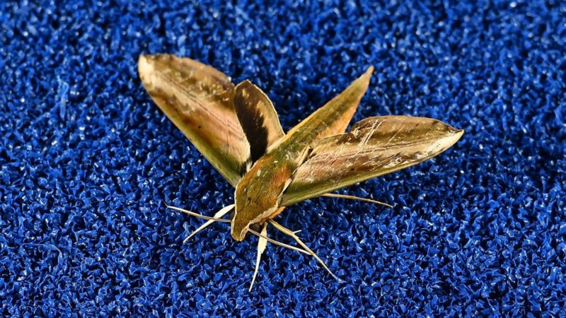 Rosy Maple Moth: The milkshake moth and other winged beauties - BBC ...