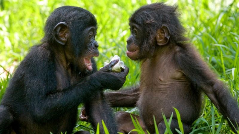 Welsh sanctuary tries to adopt 'bullied' ape Bili - BBC News