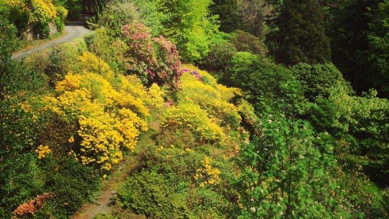 Snowdonia gardens back in bloom after storm devastation - BBC News