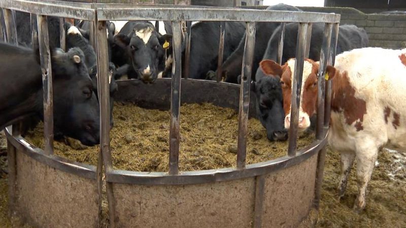 Bovine TB: Young farmer in tears after TB hits 55 cows - BBC News
