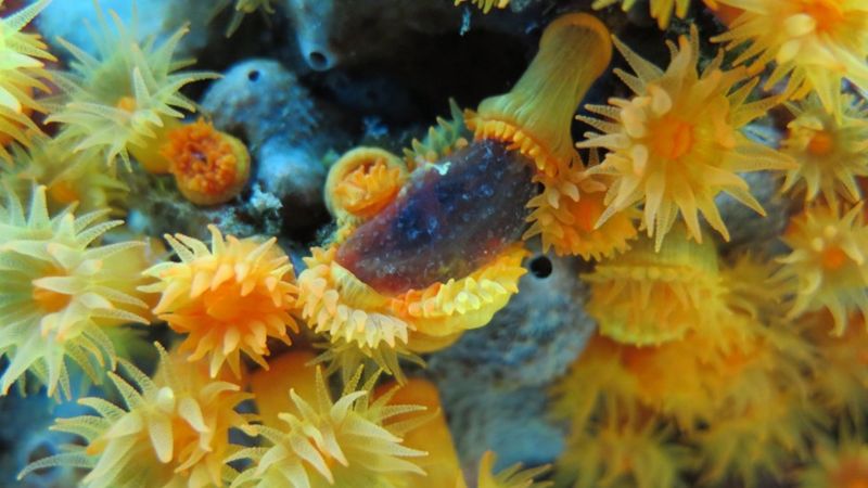 Coral 'gangs' trap and eat jellyfish - BBC News