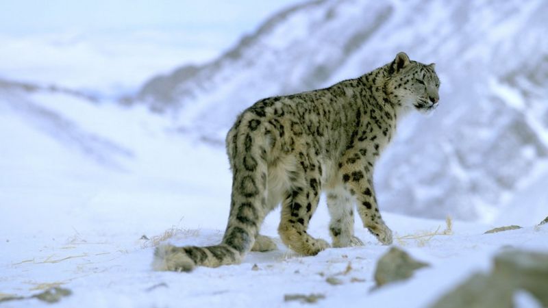 Snow leopards face 'new climate change threat' - BBC News
