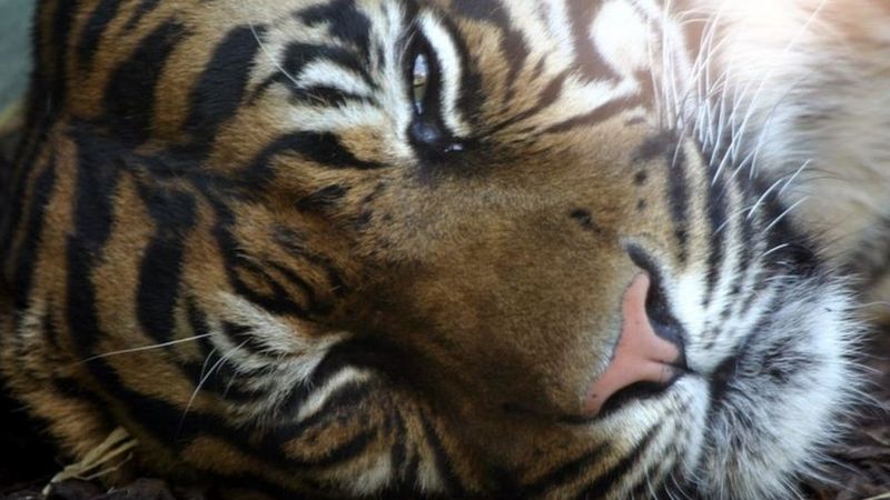 Endangered tiger cub born at Flamingo Land zoo - BBC News