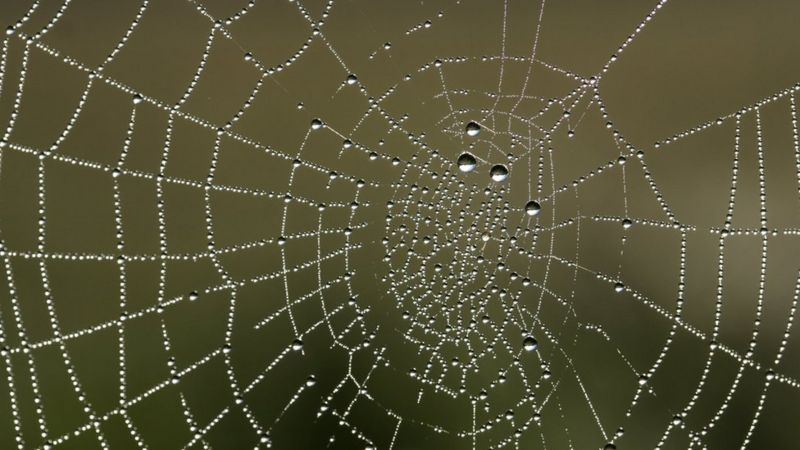 Scotland-wide survey of spider species - BBC News