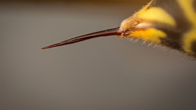 Why do we hate wasps and love bees? - BBC News