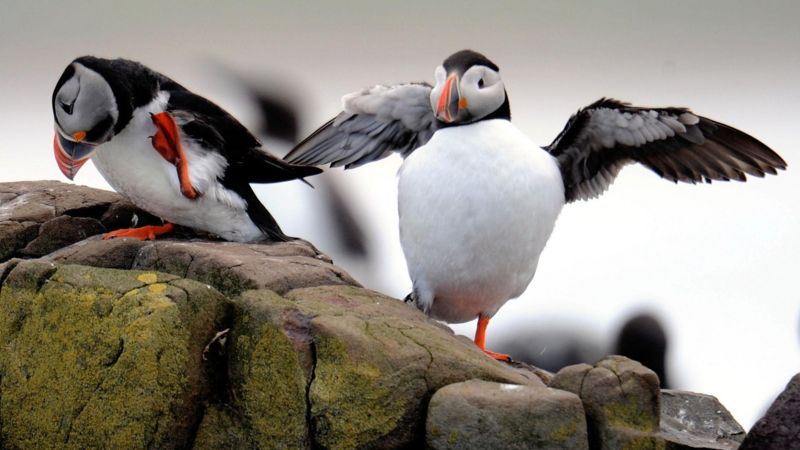 Four UK bird species including puffins 'face extinction' - BBC News