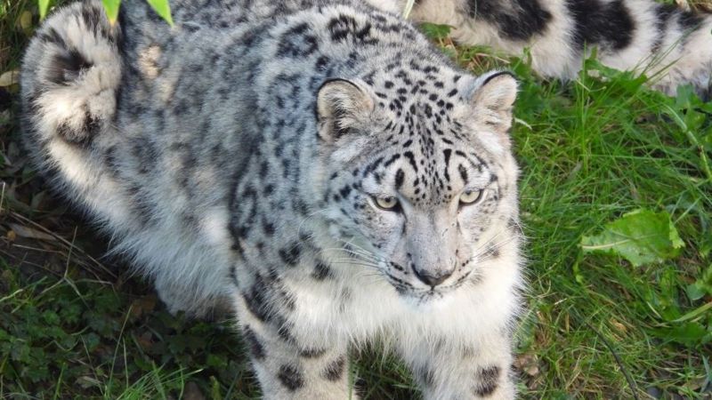 Welsh zoo hopes new snow leopard couple will breed - BBC News