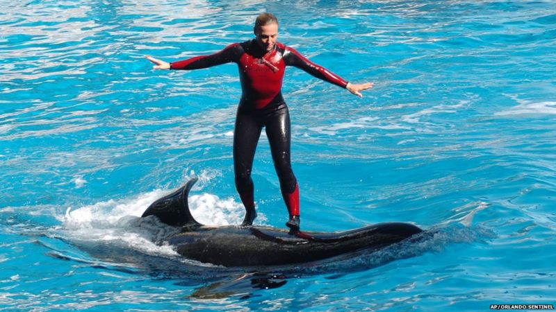 The story of SeaWorld's Shamu killer whales - BBC News