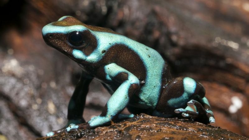 Frog evolution linked to dinosaur asteroid strike - BBC News