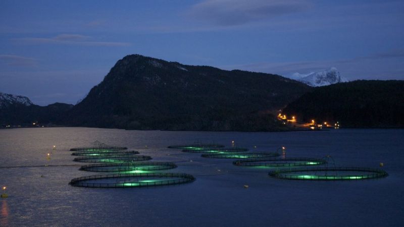 How lasers and robo-feeders are transforming fish farming - BBC News