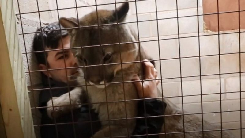 Strelley big cat keeper wins planning battle to keep second extension ...