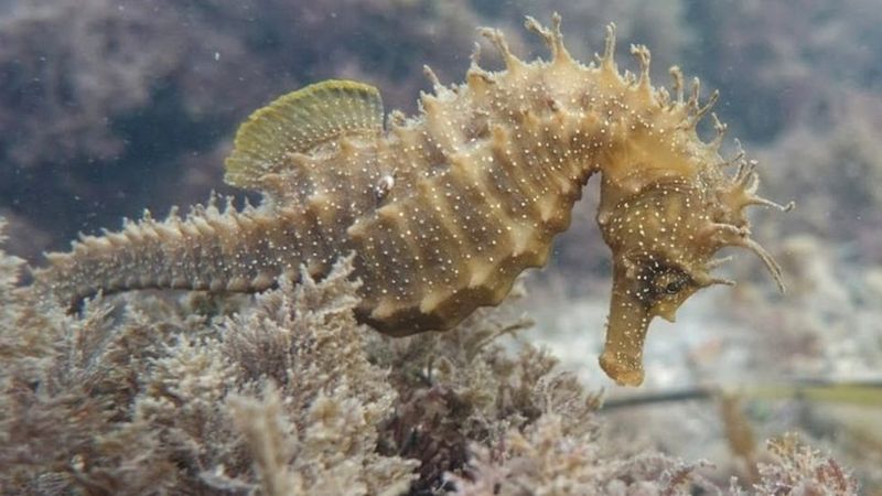 Seahorse discovered in rare Harwich Harbour sighting - BBC News