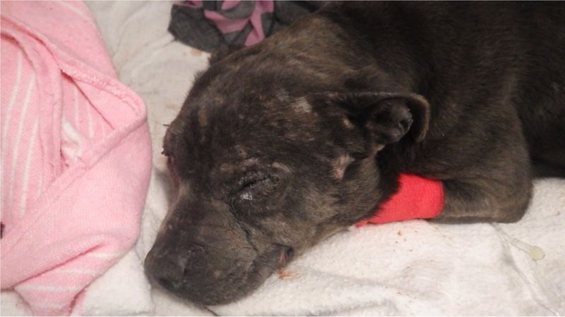 Missing dog found after four years with serious injuries - BBC News