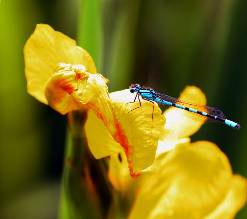 Your pictures of Scotland: 7 - 14 June - BBC News